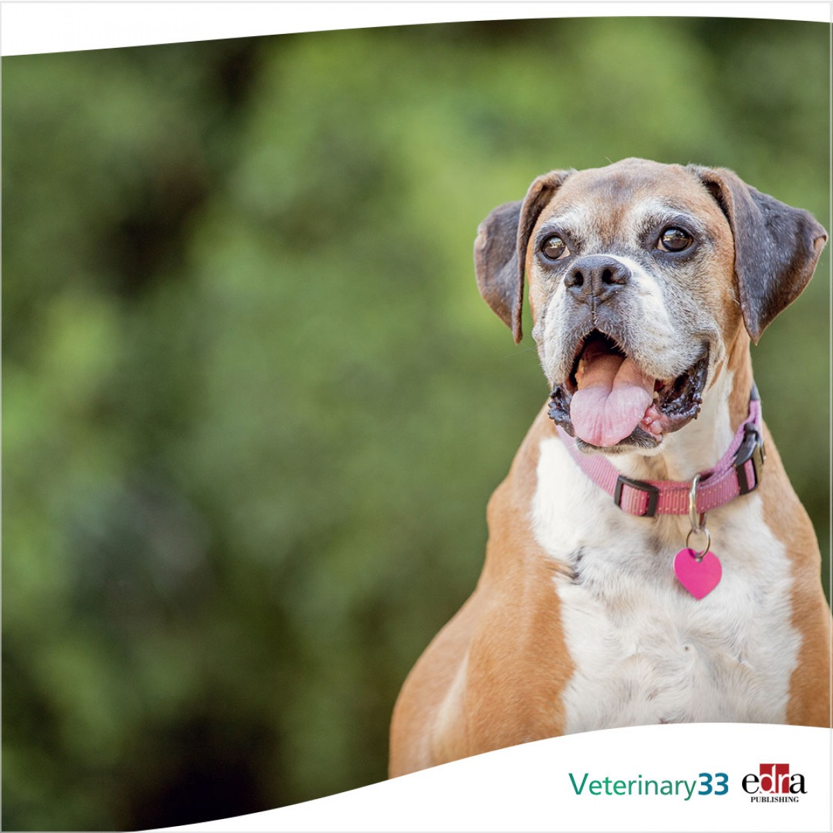 Long term Outcome Of Dogs Treated By Surgical Debridement Of Proximal Long term Outcome Of Dogs Treated By Surgical Debridement Of Proximal