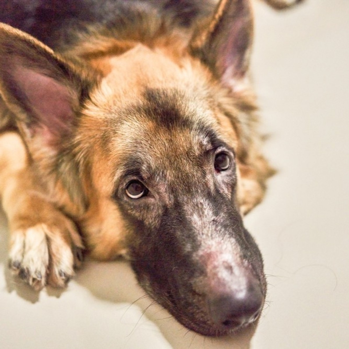 Diagnosis, prevention, and management of canine hip dysplasia: a review ...