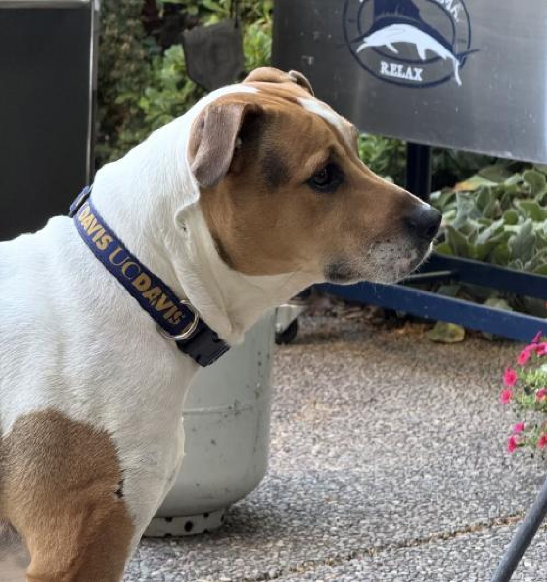 Grant to Treat Oncology Patients Saves Dog’s Leg | Veterinary 33