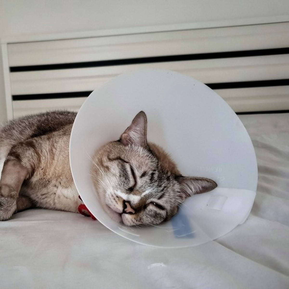 Feline Gastrointestinal Eosinophilic Sclerosing Fibroplasia and ...