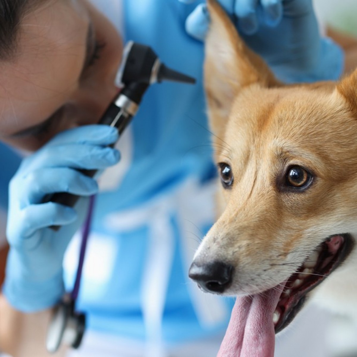 Comparison of insulin infusion protocols for management of canine and ...