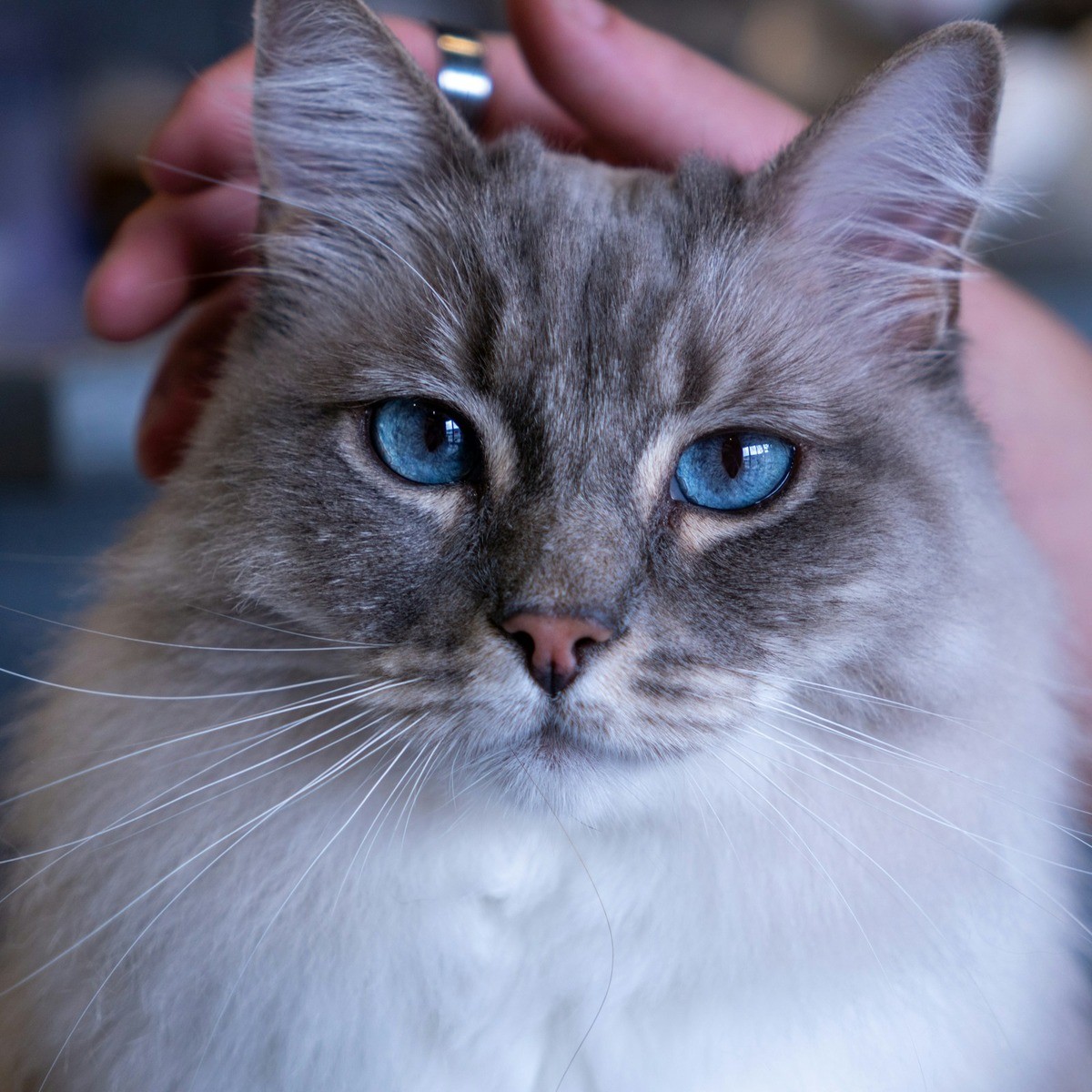 Short-term effect of sedation on kidney function markers in cats with ...